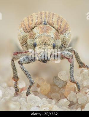 The marram weevil (Philopedon plagiatum), is a species of broad-nosed ...