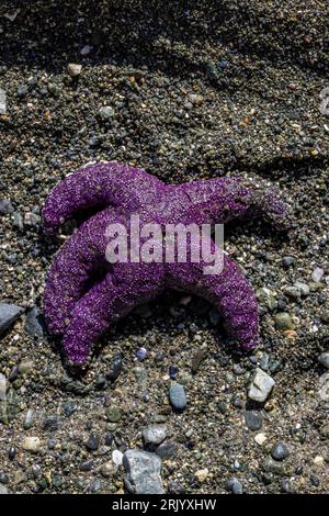 Color variants of Ochre Sea Star, Pisaster ochraceus, at Point of ...