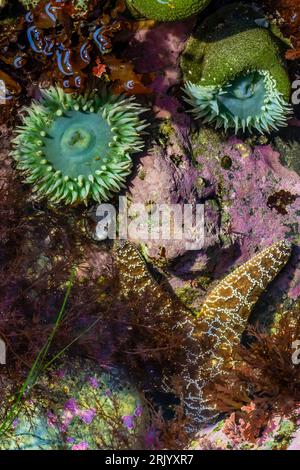 Giant Green Anemones, Anthopleura xanthogrammica, at Point of Arches in ...