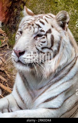 Italy, Rome, Rome zoo, Bengal tiger (Panthera tigris Stock Photo - Alamy