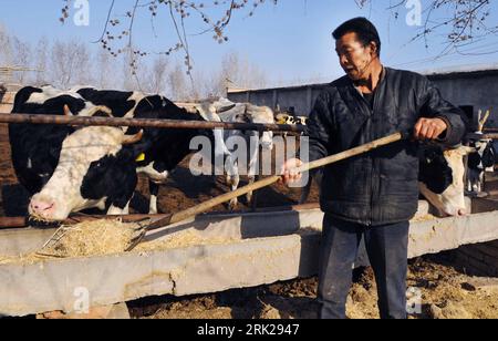 cows feeding 209 Stock Photo - Alamy