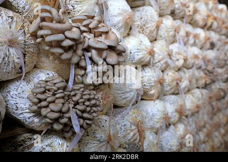 edible fungi mushroom-stick Stock Photo - Alamy