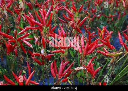 Capsicum Zanthoxylum in the feild Stock Photo - Alamy