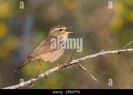 Adult Dusky Warbler (Phylloscopus fuscatus fuscatus), Russia (Baikal ...