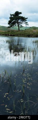 Kelly Hall Tarn Pond, Lake District UK Stock Photo - Alamy