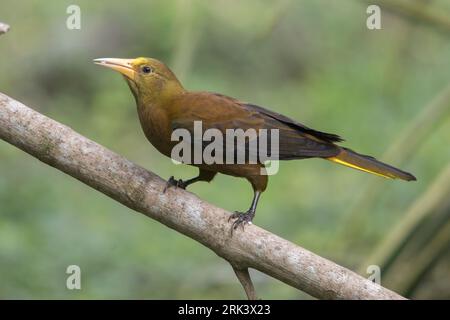 Russet-backed oropendola (Psarocolius angustifrons) flying with grasses ...