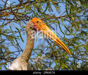 A majestic Painted stork bird perched atop a tree branch, looking off ...