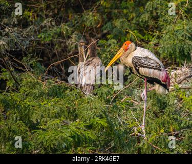 A majestic Painted stork bird perched atop a tree branch, looking off ...