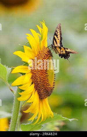 A vibrant Sailfish glaucus (Papilio glaucus) butterfly perched atop a ...