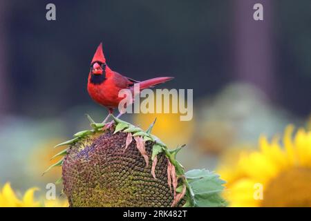 A Red cardinal (Cardinalis cardinalis) perched atop a vibrant yellow ...