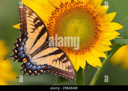 A vibrant Sailfish glaucus (Papilio glaucus) butterfly perched upon a ...