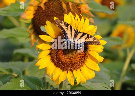 A vibrant Sailfish glaucus (Papilio glaucus) butterfly perched upon a ...