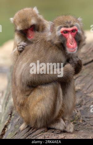 A Japanese macaque monkey grooming another macaque, a typical behaviour ...