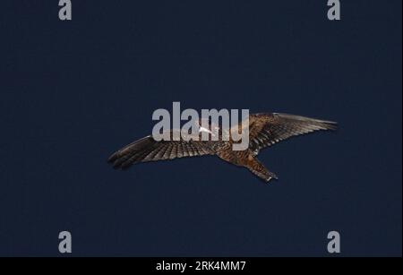 Short-tailed Nighthawk (Lurocalis semitorquatus Stock Photo - Alamy