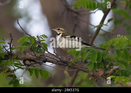 Image of Forest Wagtail (Dendronanthus indicus) on the tree branch on ...