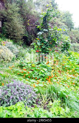 Overgrown summer plants growing in the morning meadow Stock Photo - Alamy