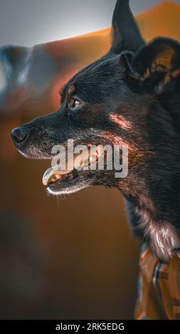An adorable Australian Kelpie dog wearing a checkered plaid sits atop a ...
