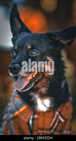 An adorable Australian Kelpie dog wearing a checkered plaid sits atop a ...