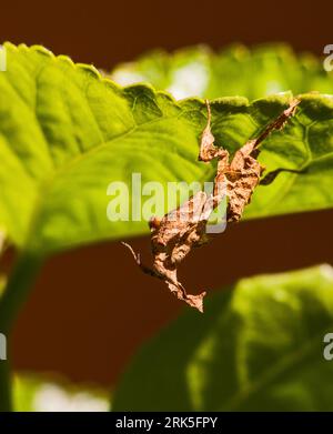 Close-up of a ghost mantis (Phyllocrania paradoxa) on a leaf, Indonesia ...