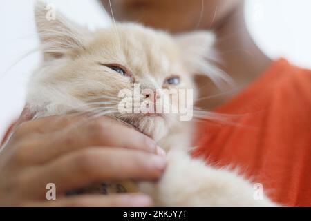 August 24, 2023, Gaza City, The Gaza Strip, Palestine: Cats at the MEOW ...