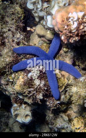 Blue starfish, or seastars, (Linckia laevigata) in shallow water ...