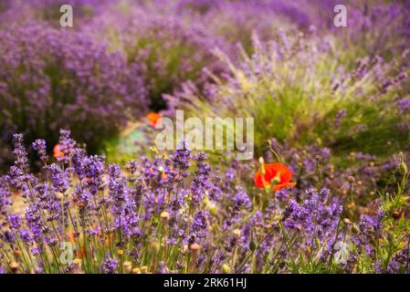 Lavender and poppies on wild flower field in summer Stock Photo - Alamy