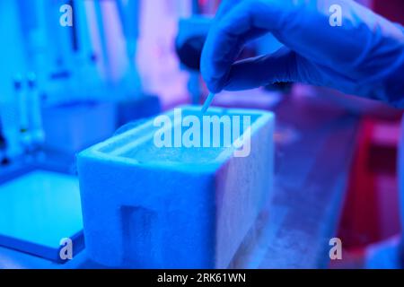 Straw with embryo in tank with liquid nitrogen, rapid freezing Stock ...