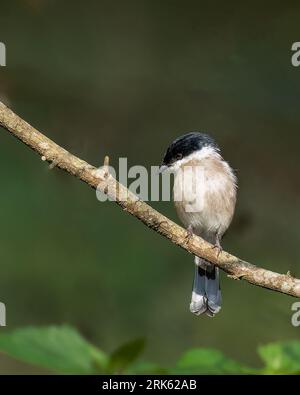 Bar-winged Flycatcher-shrike (Hemipus picatus leggei) adult perched on ...
