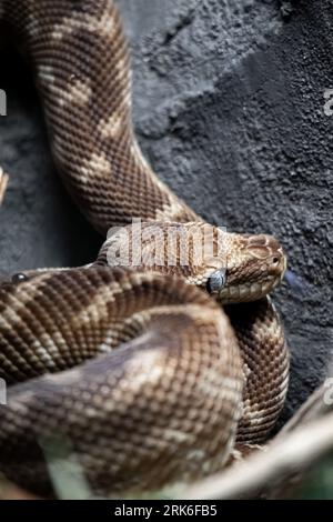 Rough-scaled python / Morelia carinata Stock Photo - Alamy