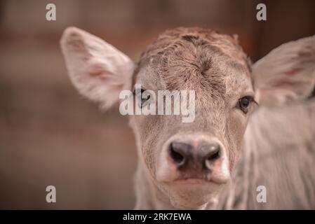 An adorable gray and white calf on a rural farm Stock Photo - Alamy