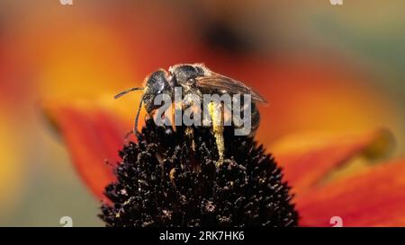 A macro of a Lasioglossum Sweat Bee carrying pollen on her legs Stock ...