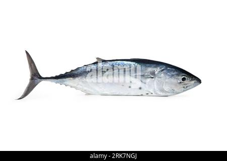 Little tunny tuna fish Euthynnus affinis isolated on white Stock Photo ...