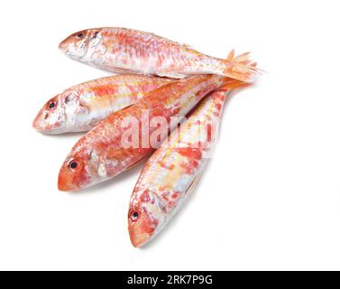 Mediterranean fish - Triglia rossa - Mullus surmuletus Stock Photo - Alamy