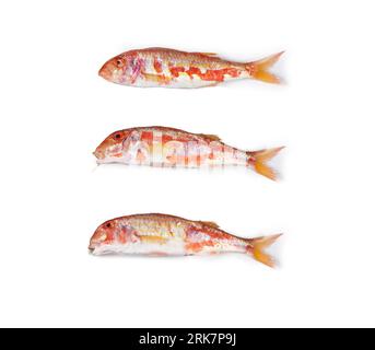 Mediterranean fish - Triglia rossa - Mullus surmuletus Stock Photo - Alamy