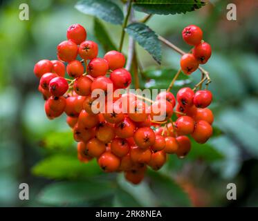 Cluster of ripening rowan berries, nature bokeh. High quality photo ...