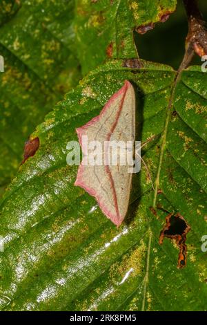 Blood-vein moth (Timandra comae) adult. Powys, Wales. July Stock Photo ...