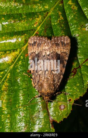 A Copper Underwing agg. moth, Amphipyra pyramidea, also known as humped ...