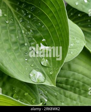 Hosta 'Paradigm' leaves after the rain. Scientific name: Hosta. Family ...