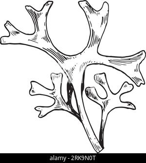 Sea plant rhodymenia ink hand drawn illustration isolated on white ...