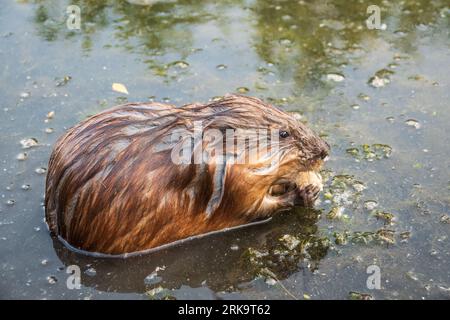 Wild animal Muskrat, Ondatra zibethicuseats, eats on the river bank ...
