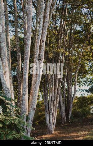 A beautiful view of pine trees lined by a solid ground walkway Stock ...
