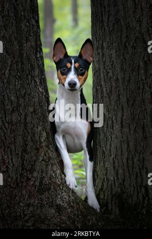 Cute funny black basenji puppy dog is sitting next to blue knitted hat ...