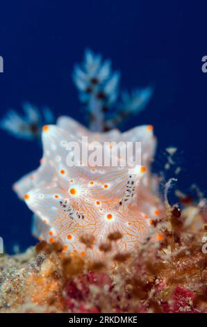 Batangas Halgerda Nudibranch, Halgerda batangas, Pintu Colada dive site ...
