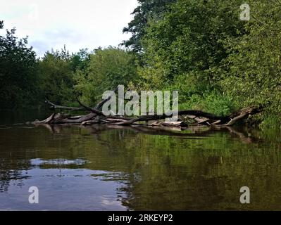 Fallen tree and logs in the swider river 2 Stock Photo - Alamy
