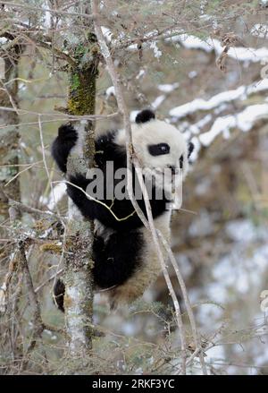 The pandas are playing in the China Conservation and Research Center ...