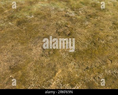 Shallow river flowing over sandy bottom 2 Stock Photo - Alamy