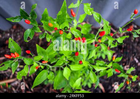 Chilli plant in back yard herb garden vegetable patch with fence Stock ...
