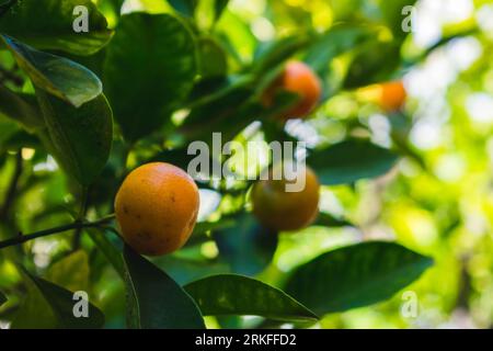 small orange clementine mandarin tangerine in fruit tree orchard Stock ...