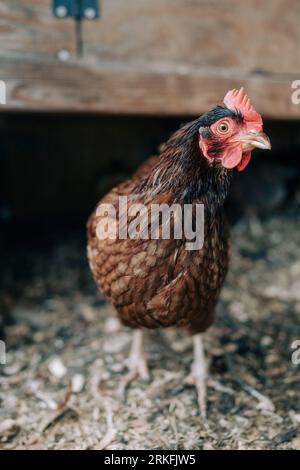 Curious chicken looking at camera inside coop Stock Photo - Alamy