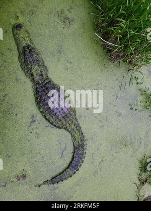 Aerial view of an American Alligator Stock Photo - Alamy
